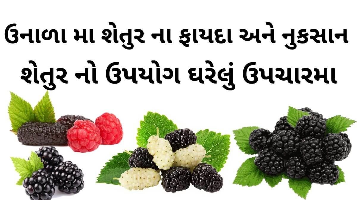 ઉનાળા મા શેતુર ના ફાયદા અને નુકસાન | શેતુર નો ઉપયોગ ઘરેલું ઉપચારમા