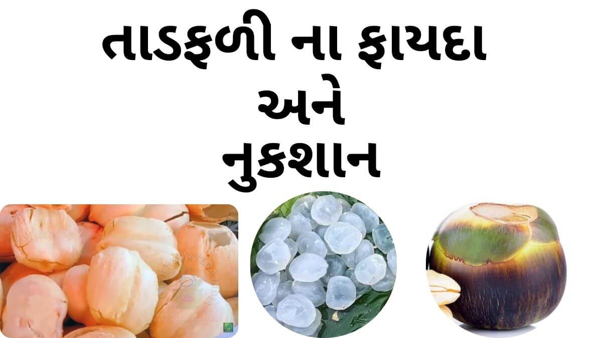 તાડફળી ના ફાયદા જેને ગલેલી, તફડા, તાડ ગોલા નામે પણ ઓળખવામાં આવે છે