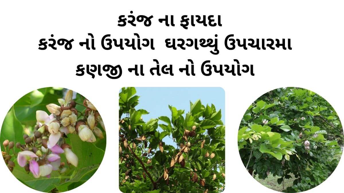 કરંજ ના ફાયદા | કરંજ નો ઉપયોગ | કરંજ તેલ ના ફાયદા | karanj na fayda