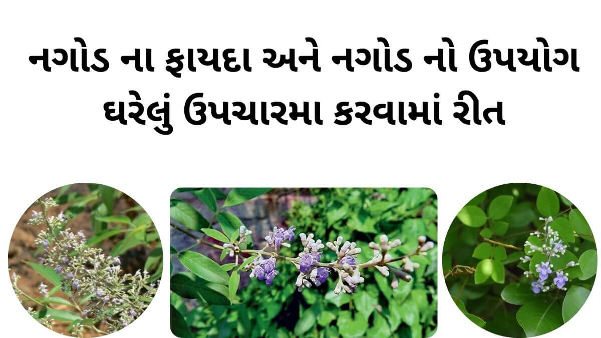 નગોડ ના ફાયદા | નગોડ નો ઉપયોગ | Nagod na fayda ane Nagod no upyog
